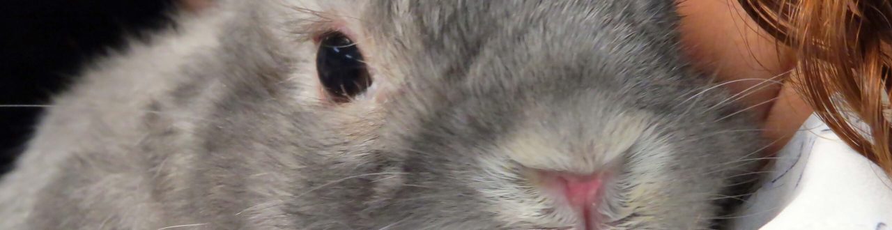 Cleaning Your Rabbit’s Scent Glands! – Cooper the Pooper